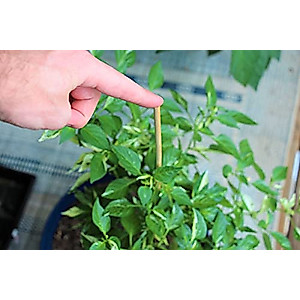 40 Pack 18'' Natural Bamboo Plant Stakes, Wood Plant Supports, Wood Garden Sticks for Plants Tomato Floral Potted, Wooden Sign Posting Garden Sticks