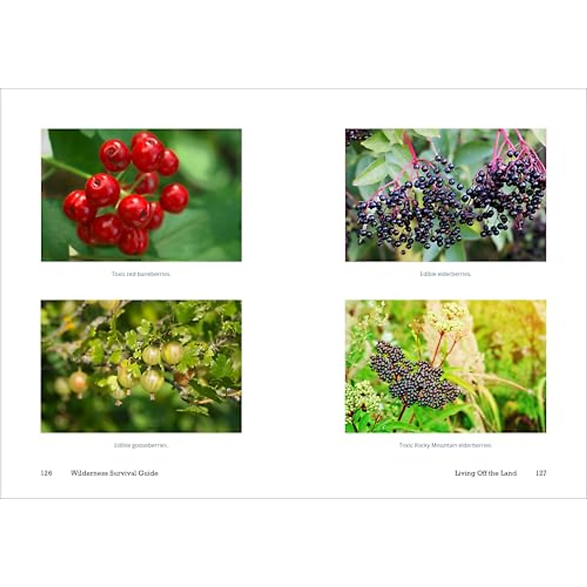 Wilderness Survival Guide: Practical Skills for the Outdoor Adventurer