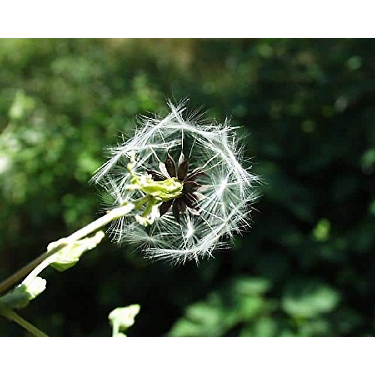 Earthcare Seeds Wild Lettuce 50 Seeds (Lactuca virosa) Heirloom - Non GMO - Open Pollinated