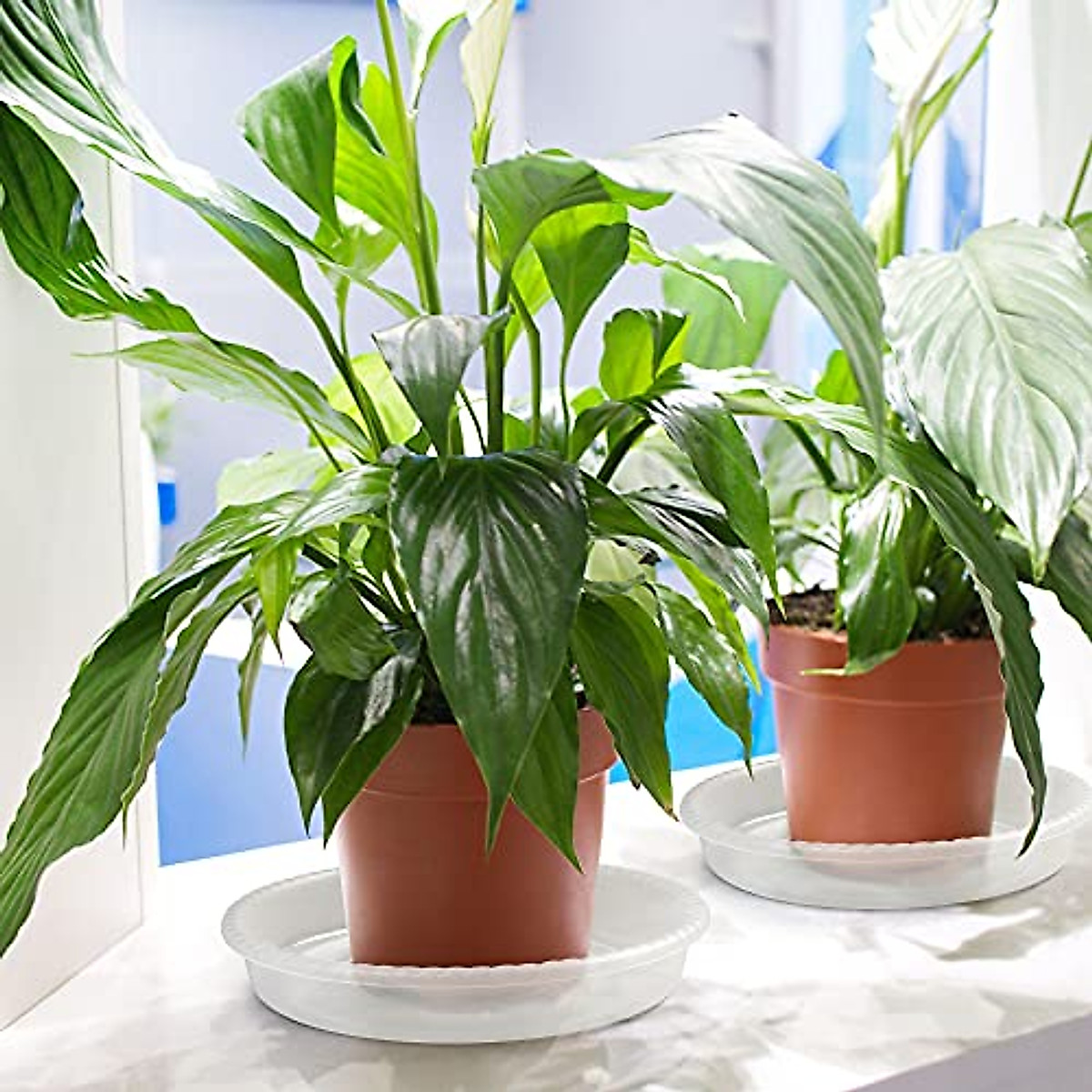 LotFancy Plant Saucer, 6 Pack of 10 Inch, Clear Plastic Plant Trays for Pots, Thick 35Gram Durable Flower Pot Base, Plant Plate to Catch Water for Indoors Outdoors