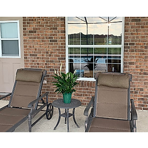 Peace Lily Plant-Friendship Foliage's Family Farm Grown Quality Live Indoor Spathiphyllum (6" Pot)