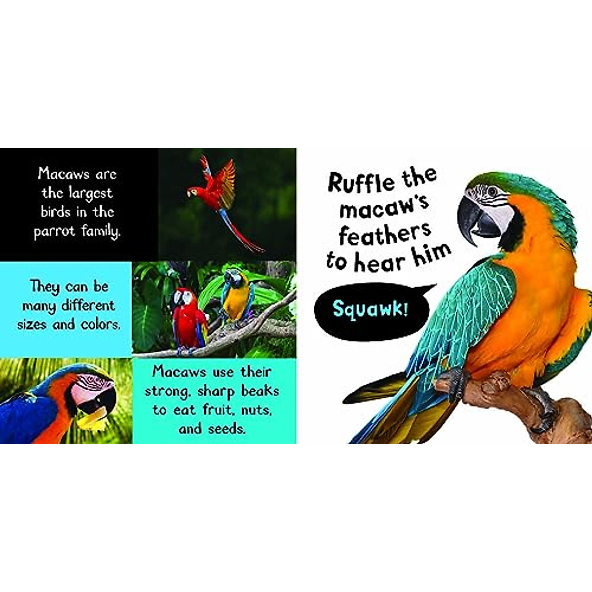 Noisy Animals: Includes Six Sounds! (My First)