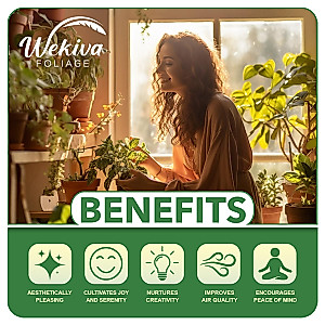 Banana Tree - Live Plant in a 4 Inch Growers Pot - Grower's Choice Based Availability - Edible Fruit Bearing Tree for The Patio and Garden