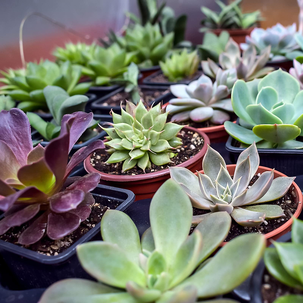 Sprout N Green Organic Potting Mix for Succulents Cactus, 2 Quarts Indoor Plants Soil, for Bonsai, Flowers, Vegetables, Herbs, Orchid, Premixed House Garden Grow Soil Blend Special Formulated