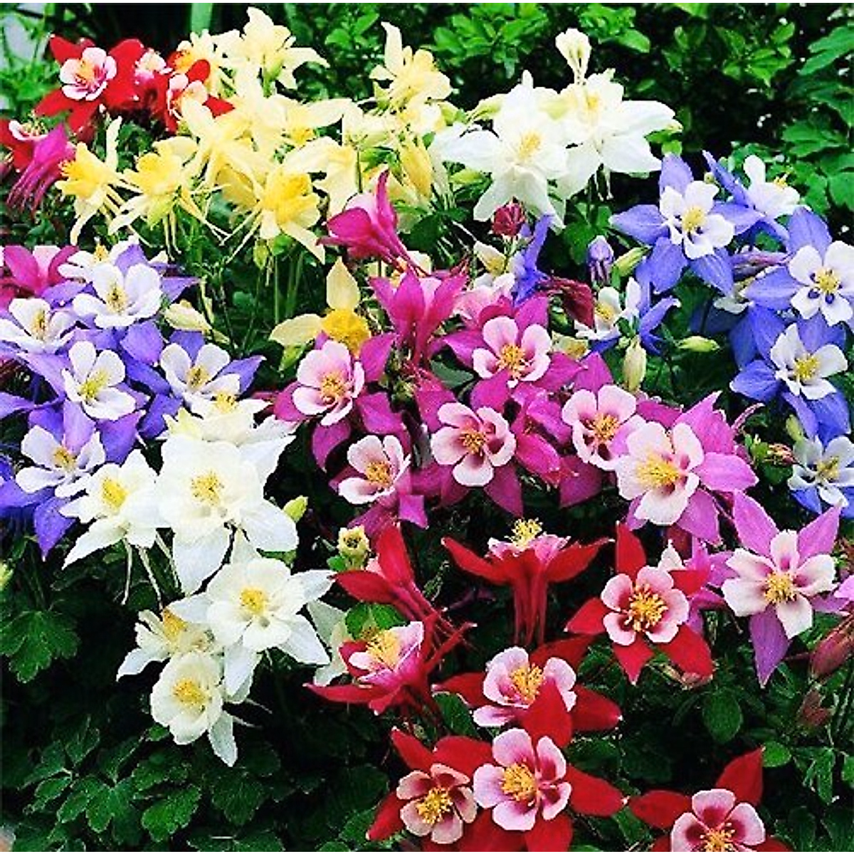 200+ Columbine McKana Giants Flower Seeds, Perennial, Aquilegia caerulea, Colorful, Attracts Bees and Hummingbirds! from USA