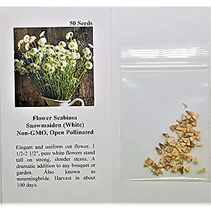 David's Garden Seeds Flower Scabiosa Snowmaiden (White) 50 Non-GMO, Heirloom Seeds