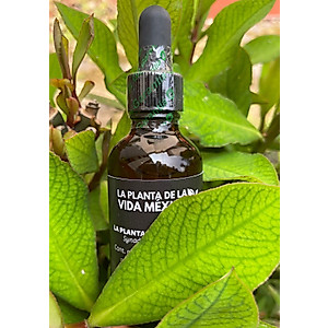 La Planta De La Vida Mexico, Tintura Madre de Lechero Africano