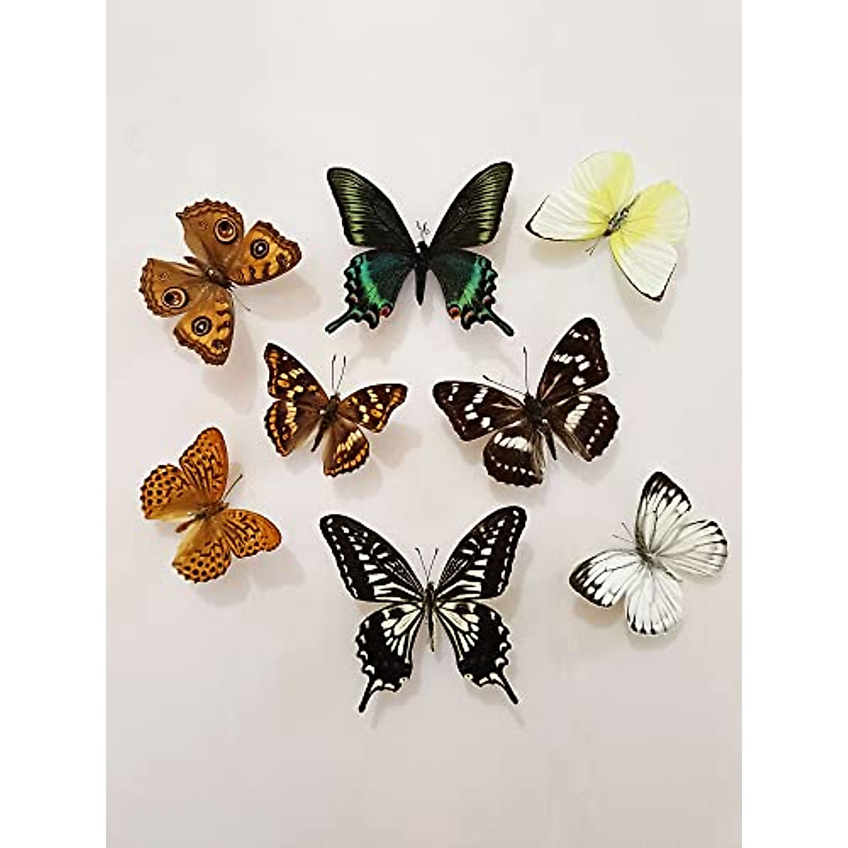 15 pcs of Real Dried Dead Butterflies with Spread Wings Shaped, Natural unmounted Butterfly specimens for Art, Decorations, Taxidermy and Gifts for Kids and Family(15 Pcs Butterfly)