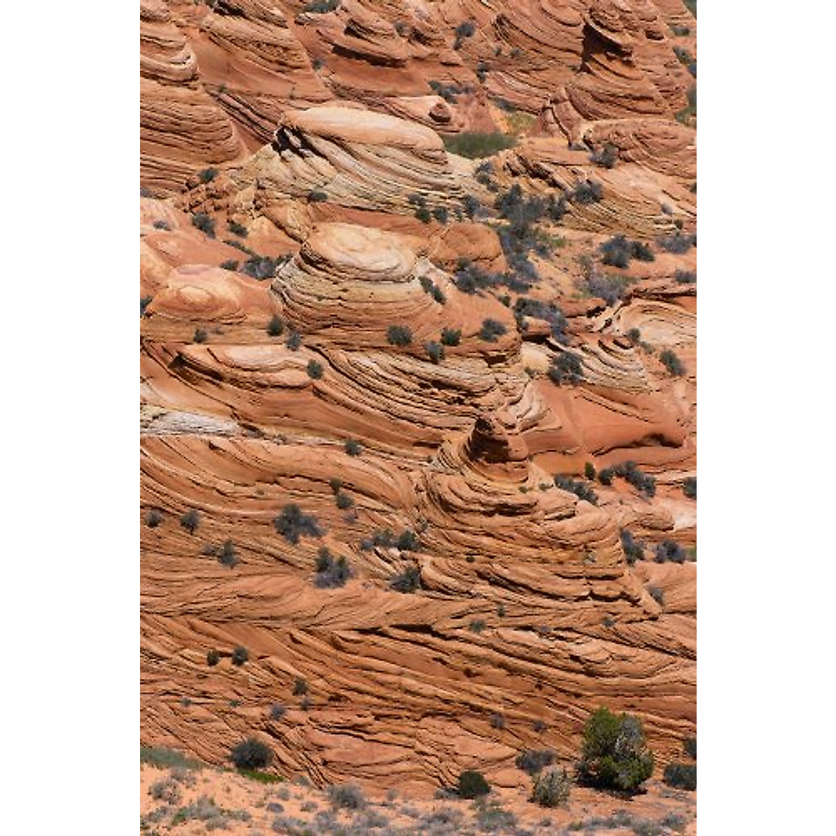 Sigma SD15 14MP X3 FOVEON CMOS Digital SLR with 3.0 inch LCD