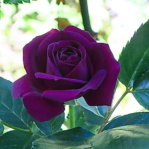 CHUXAY GARDEN Purple Rose Seed 100 Seeds Rare Rosa Bush Heirloom Perennial Flowering Plant Striking Bush Vine Climber