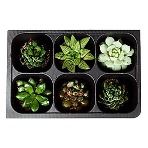 The Hydroponic City Seed Starter Tray, 144 Cells (24 Trays - 6 Cells Per Tray) + THCity Stakes