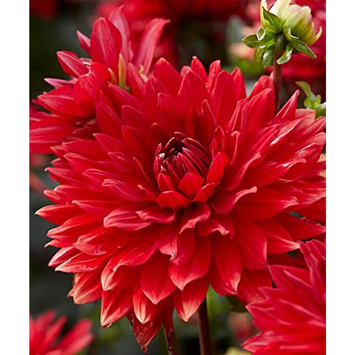 Votaniki Garden Wonder Dahlia Bulbs - Stunning Dahlia Blooms, Large Flowering Dahlia Bulbs | Perennial Flower, Prefect for Cut, Easy to Grow, Attracts pollinators (1 Pack)