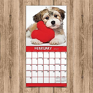 TF PUBLISHING 2021 Puppies Mini Wall Calendar - Animal Photographs with Contacts and Notes Space - Home or Office Planning and Organization in Compact Spaces - Premium Gloss Paper 7"x7"