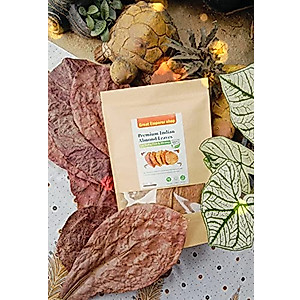 Pufa Great Emperor shop Premium Indian Almond Leaves Medium Catappa for Betta Fish & Shrimps|Best / Shrimp |Indian Almonds Naturally sourced Help Boost immunity 65g.