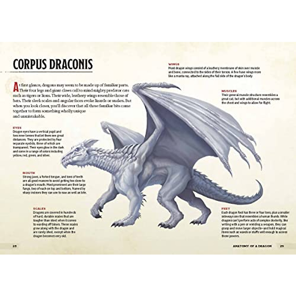 Dragons & Treasures (Dungeons & Dragons): A Young Adventurer's Guide (Dungeons & Dragons Young Adventurer's Guides)