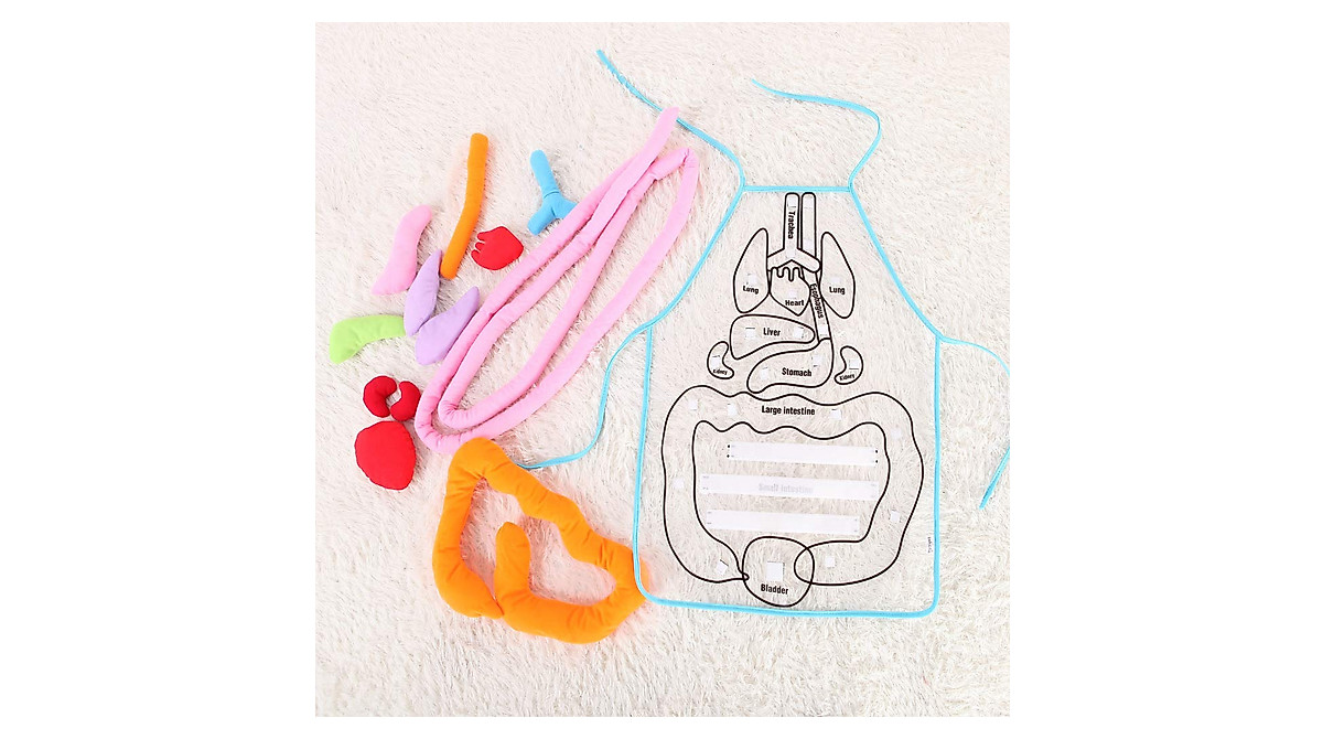 Vocheer 3D Organ Apron for Fun Anatomy Learning