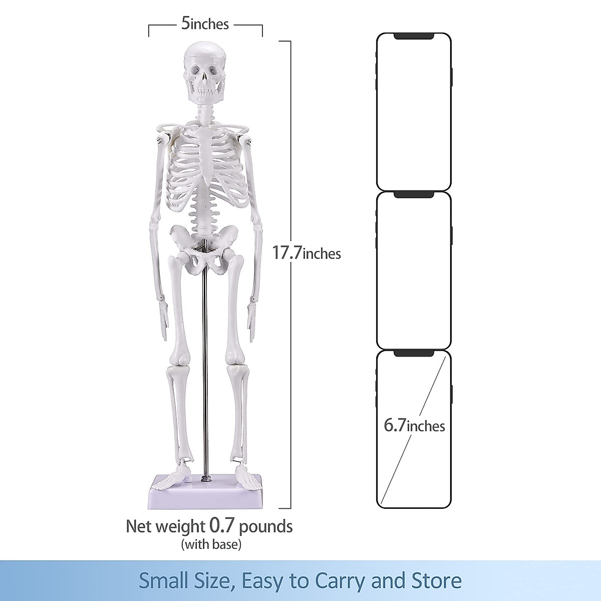 17.7" Human Skeleton Model Anatomical Mini Skeleton Model with Metal Stand, Anatomy Skeleton Model Small with Removable Arms and Legs for Dental Office, Science Lab and Classroom