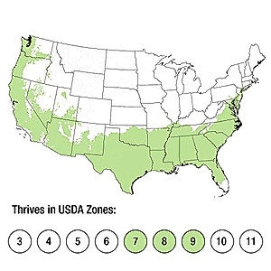 Premier Rabbiteye Blueberry Bush (2.5 Quart) Fruit-Bearing Deciduous Shrub - Full Sun Live Outdoor Plant