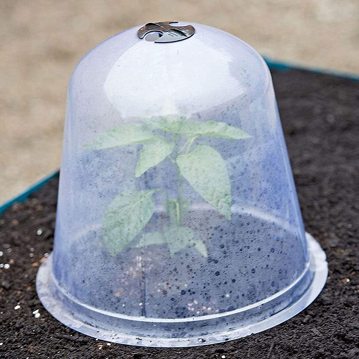 House Plants Mushroom Container 4pcs Garden Cloche Domes Plastic Plant Bell Cover Humidity Dome or Starter Pots for Plant Nursery Clear Glass Containers House Plants Indoors Live