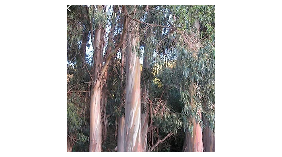 Eucalyptus Globulus Seeds - Fast-Growing Privacy & Landscape Tree