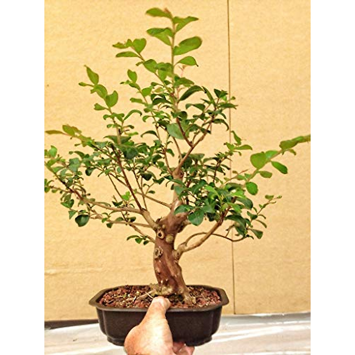 1195D-Dwarf Red-Rocket Crape Myrtle (Lagerstroemia Indica) Seeds by Robsrareandgiantseeds UPC0764425788485 Non-GMO,Organic,USA Grower,Bonsai,Showy, Butterfly Flower,1195-D Package of 10 Seeds