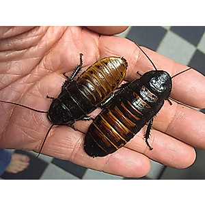Honeybees100 Madagascar Hissing Cockroach Adult Breeding Pair of (Gromphadorhina portentosa)