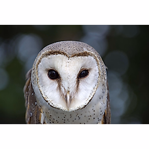 Tamron B028N 18-400 mm f3.5-6.3 Di II VC HLD Lens for Nikon - Black