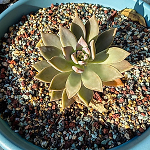 2.4lb Mix Horticultural Lava Rock Pebbles Pumice Potting Soil Amendment Succulent Cactus Bonsai Gritty Rock Decorative Gravel Plant Drainage Volcanic Rock for Aquarium Fairy Gardening Top Dressing