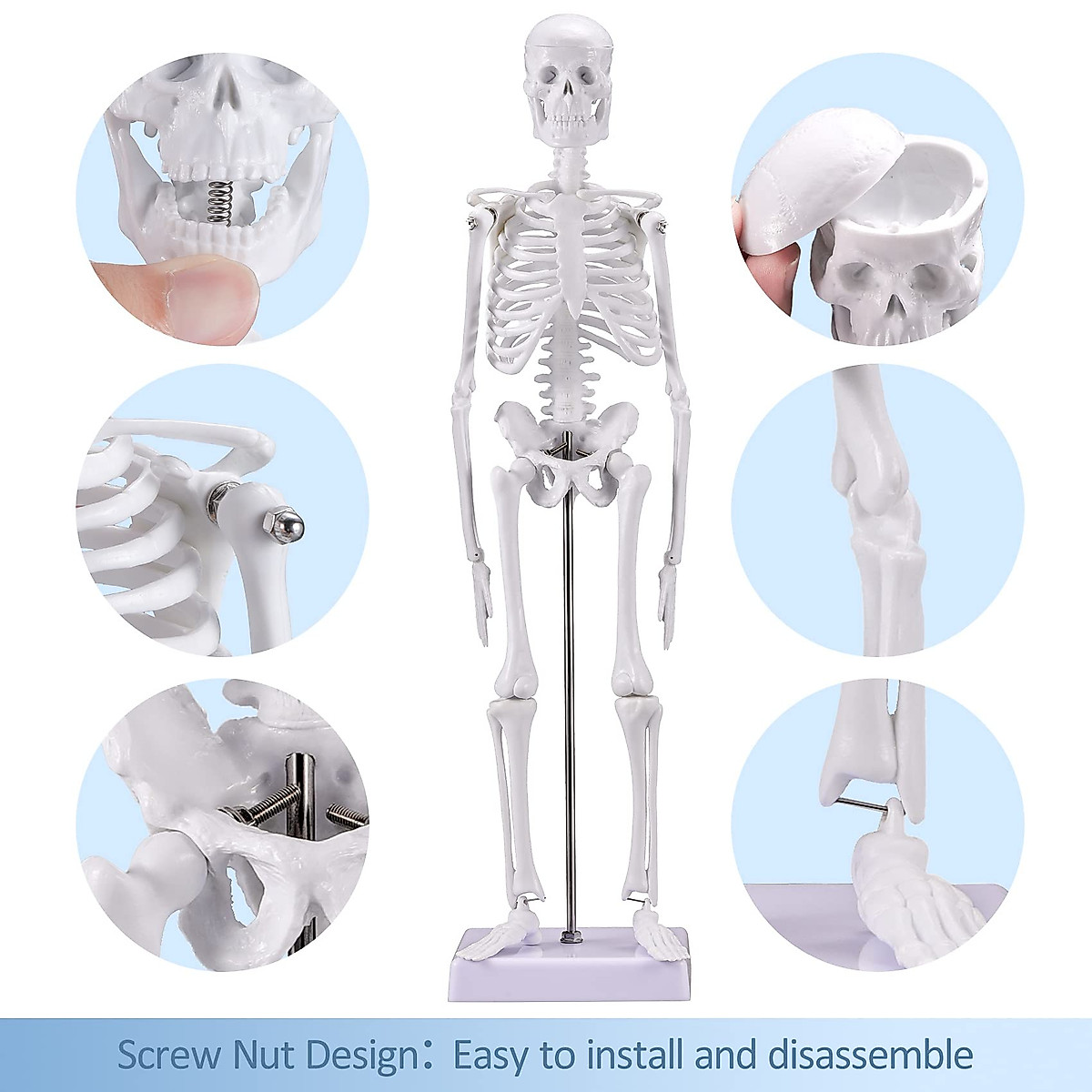 17.7" Human Skeleton Model Anatomical Mini Skeleton Model with Metal Stand, Anatomy Skeleton Model Small with Removable Arms and Legs for Dental Office, Science Lab and Classroom