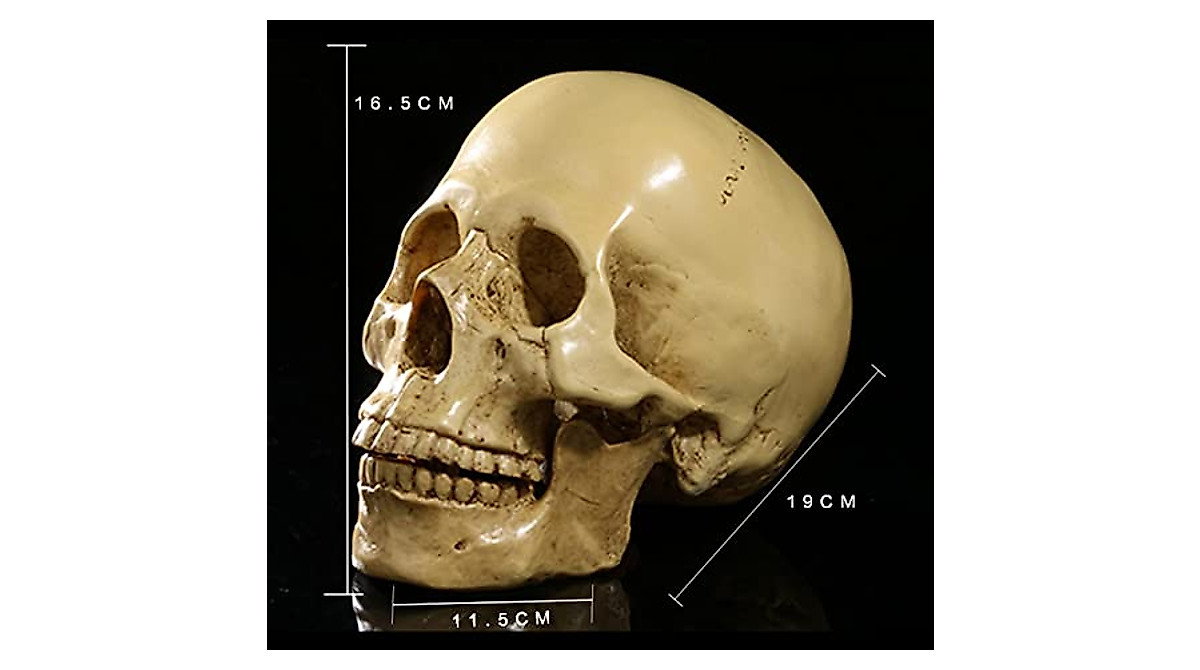 Realistic Life Size Human Skull Model for Decor & Education