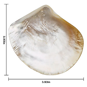 ZUDKSUY Caviar Plate 2 Pcs Natural Shell Plate Set : Mother of Pearl Caviar Plate and Caviar Spoon Set for Caviar Jewelry Appetizers Desserts Decorations