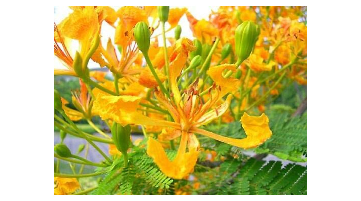 Succulent Seeds - DELONIX REGIA Yellow FLAMBOYAN Royal Poinciana Rare ...