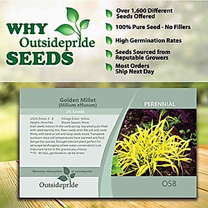 Outsidepride Milium Effusum Golden Millet Ornamental Grass for Shade Gardens - 25 Seeds