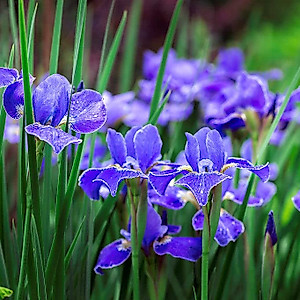 Siberian Iris Roots - Silver Edge - 10 Roots - Blue Flower Bulbs, Root Attracts Bees, Attracts Butterflies, Attracts Pollinators, Easy to Grow & Maintain, Fragrant, Cut Flower Garden