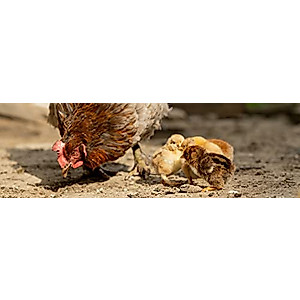 Farmers' Helper UltraKibble Food For Baby Chickens, Turkeys, Peafowl, Guinea Fowl, Geese, Pheasants and Ducks, 28 Ounce, 6 Pack