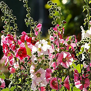 YEGAOL Garden 220Pcs Mixed Color Hollyhock Seeds Alcea Rugosa Self-Seed Non-GMO Attract Pollinators Annual Outdoor Beds Borders Patio Garden Plant Flower Seeds