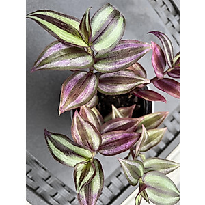 Dark Desire Wandering Jew Purple Live Plant - Unique Houseplants for Easy Indoor Gardens & Home Decor Gifts - Potted Tiny Houseplants 4" inch Grey Pot Included