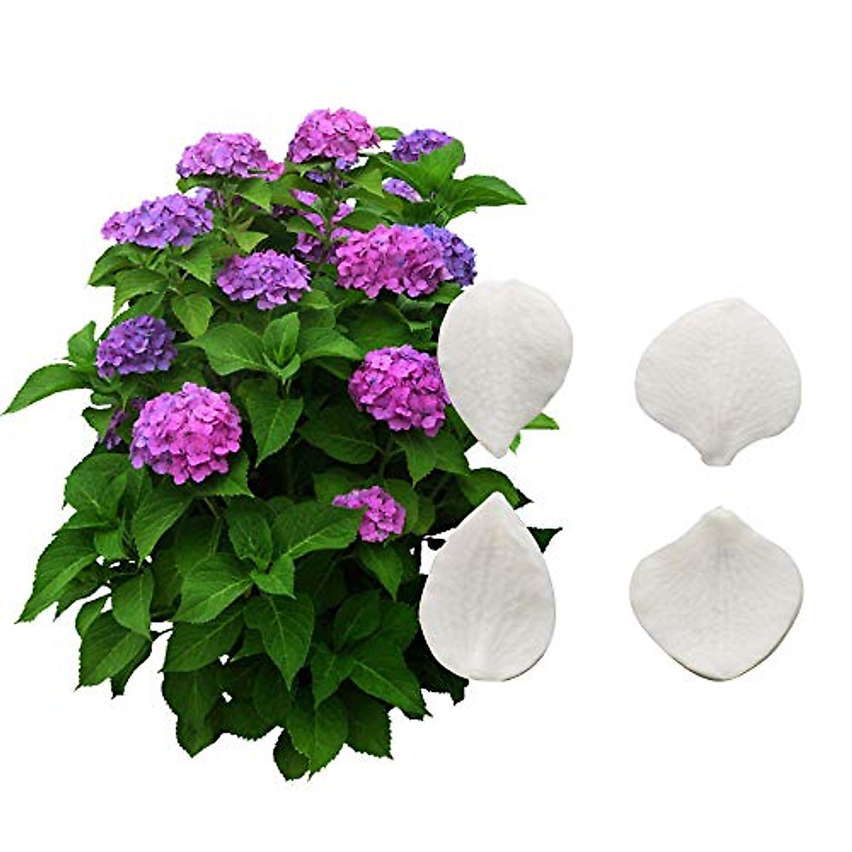 AK ART KITCHENWARE Gum Paste Flower Tools Hydrangea Petal Veiners for Decorating Cake Orchid Silicone Veining Molds Fondant Tools (VM122)