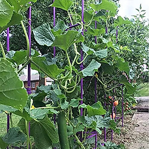 NO Splicing - 5ft Tomato Cages 5-Pack Large Tall Tomato Stakes Supports Garden Stakes,40 Clips and Plant Ties Include, Green