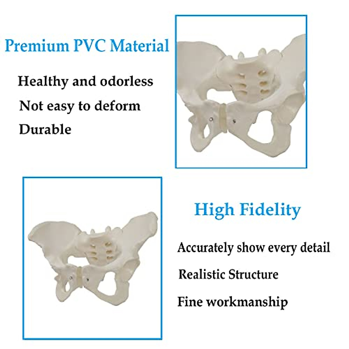 Female Pelvis Model, Life Size Female Pelvic Skeleton Mode, Female Anatomy Model for Science Education, Hip Bone Pelvic Model Female Anatomical Model
