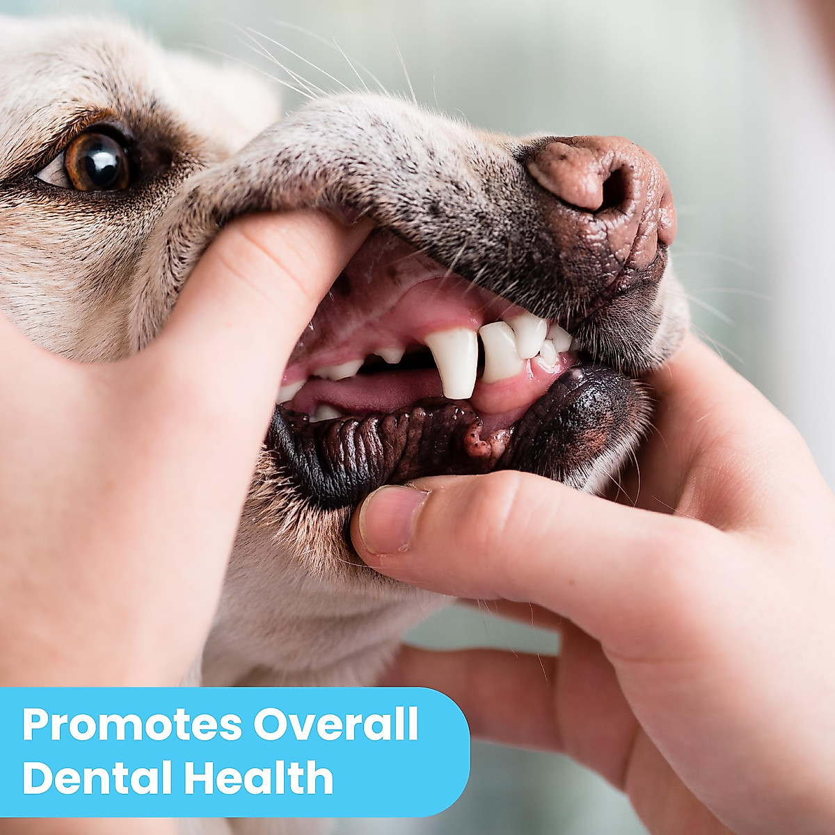 Pawtitas Dog Dental Spray Peppermint Spearmint Fresh Breath Water additive Help Prevent Tartar and Bad Breath | Manufactured with Certified Organic Ingredients (8 Ounces)