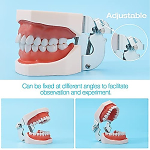 ANNWAH Dental Typodont Teeth Model,Completely Detachable Teeth Model Suitable for Teaching,Practice and Study,Come with a Small Screwdriver