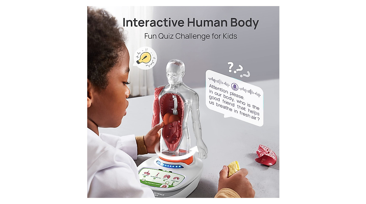 Science Can Human Body Model for Kids | Interactive Anatomy Kit 15pcs