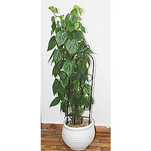 Hosley Set of 2 Iron Wave Pot Trellis 28 Inch High. Ideal Gift for Wedding or Party and Use Next to Structures Home or Office or in Planters for Growing Floral Plants Vines and Vegetables O4