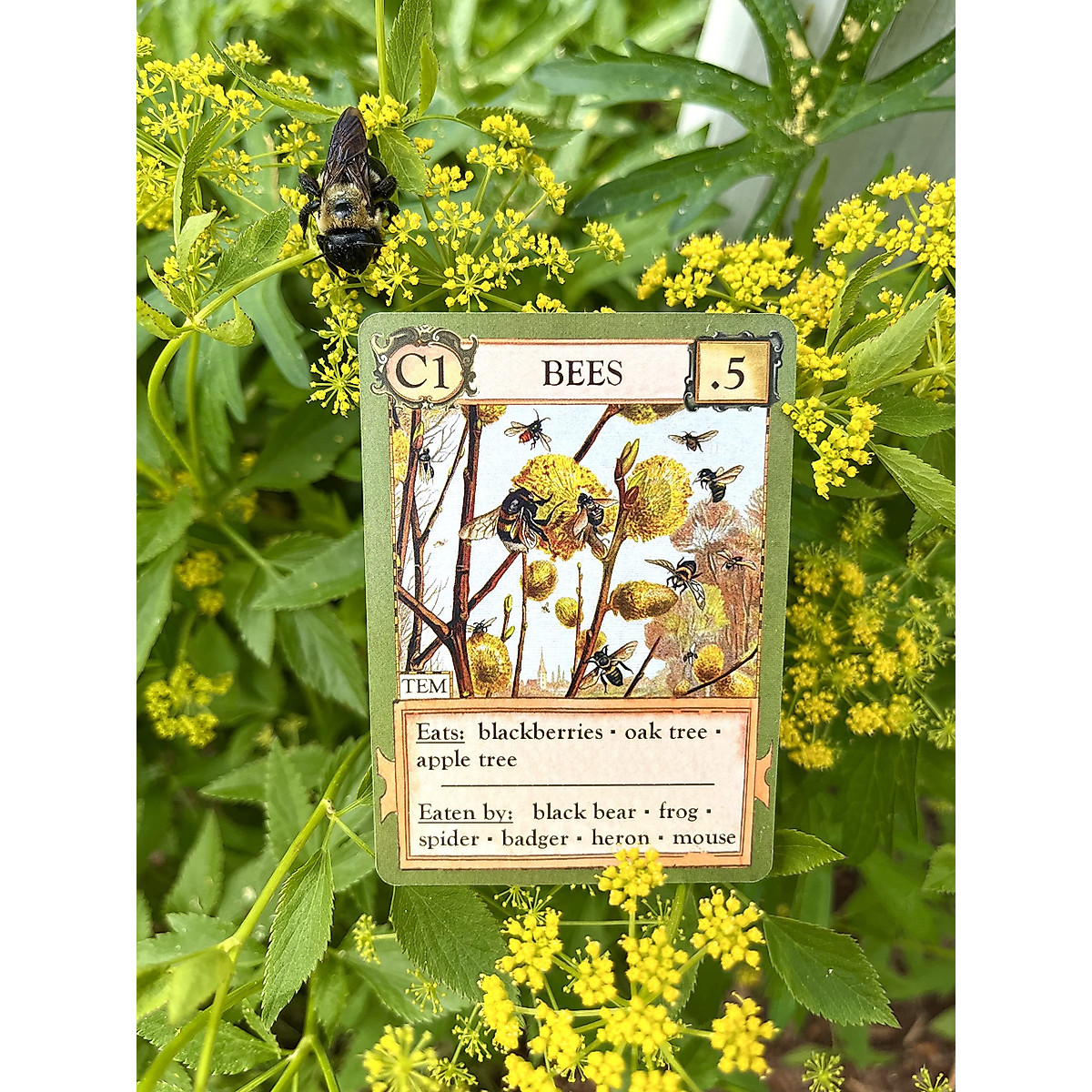 Montrose Biology Ecologies Card Game - Use Science to Build Food Webs in 7 Biomes - Beautiful Vintage Nature Art for The Classroom or Game Night