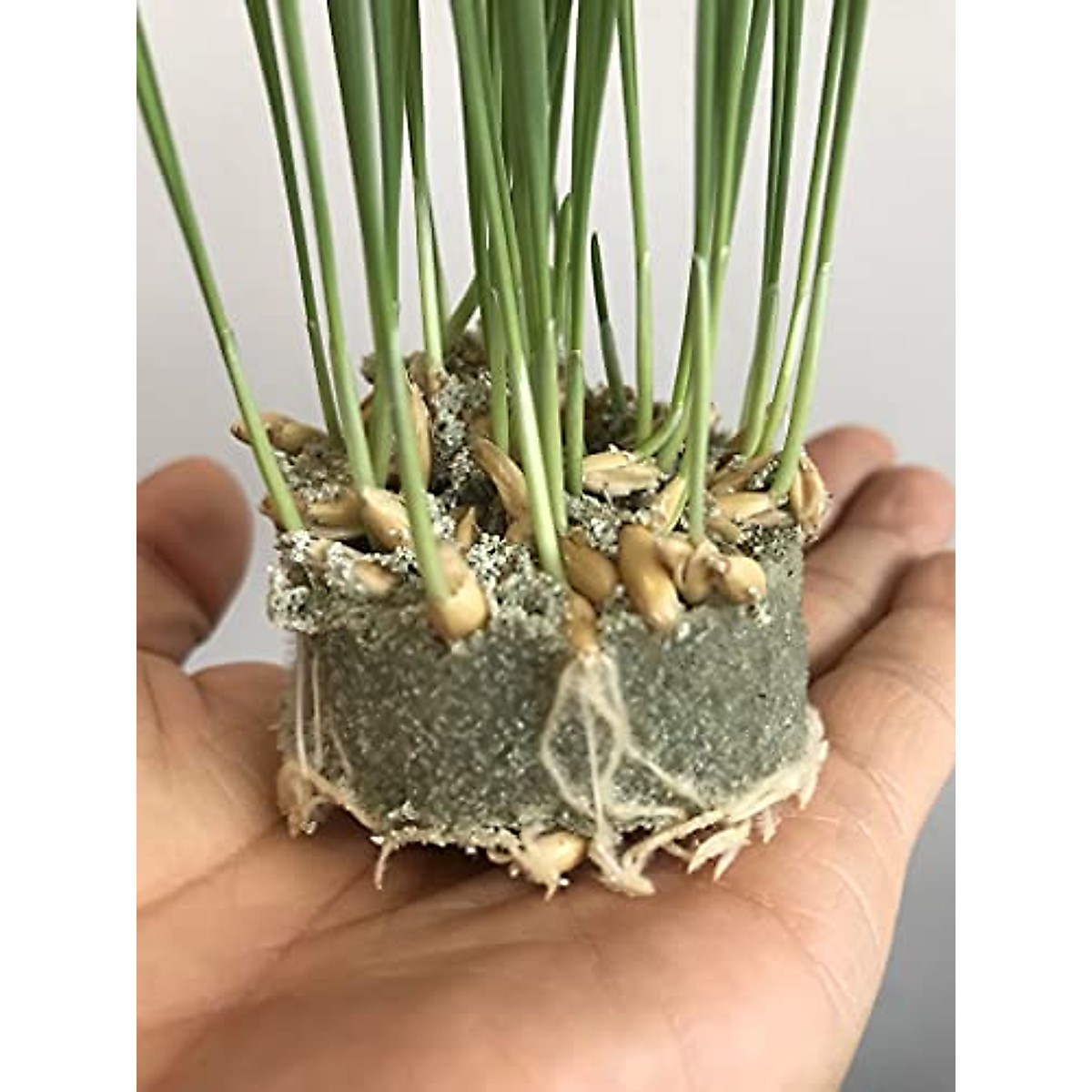 Commercial Grade Super Absorbent Polymer Potassium Based Water Crystal (1 Pound)