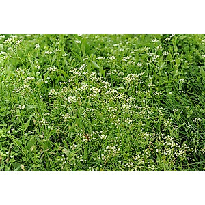 200+ Shepherd's Purse Seeds Non-GMO Vegetable Seed Heirloom Garden