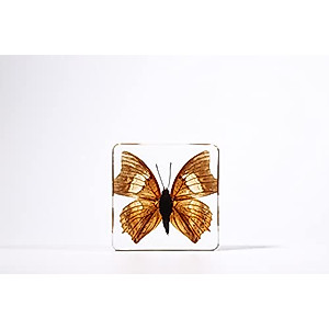 Real Large Butterfly Specimen Specimens Paperweight Collection Display(3x3x0.8''）for Office or Education (Style 4)