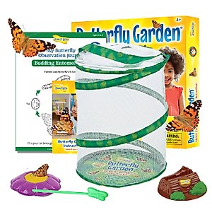 Insect Lore - Butterfly Growing Kit - With Voucher to Redeem Caterpillars Later