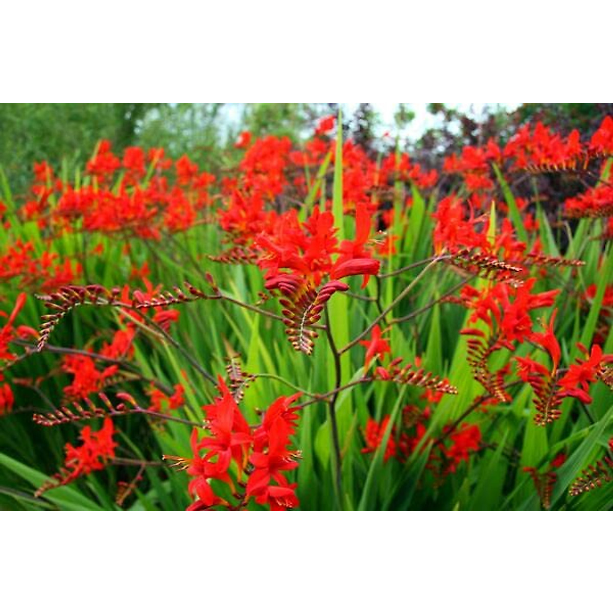 10 Red Crocosmia Lucifer Bulb Large Size, Crocosmia Corms for Planting Ornaments Perennial Garden to Grow Pots